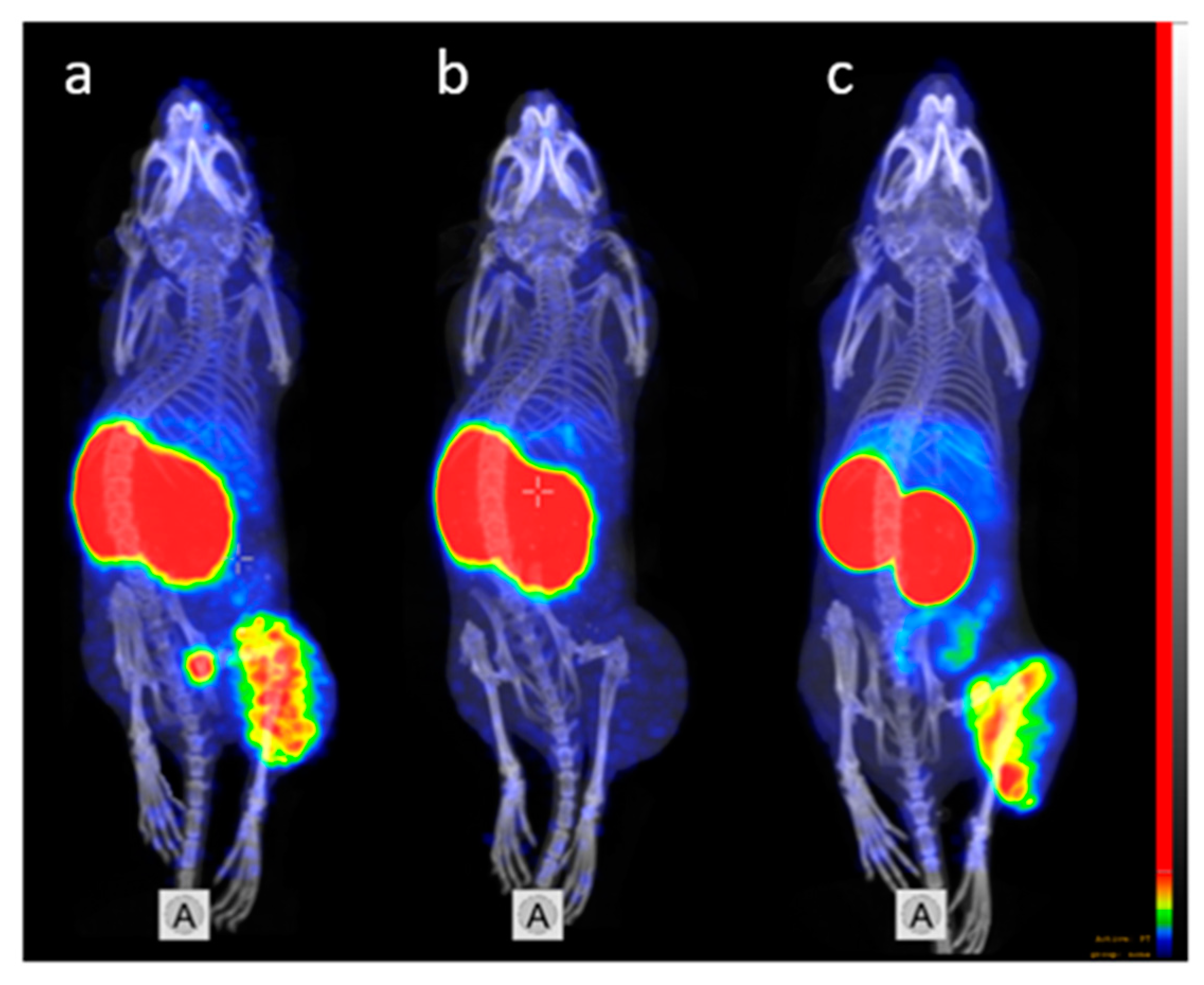Preclinical Evaluation of [68Ga]Ga-DFO-ZEGFR:2377: A Promising Affibody ...