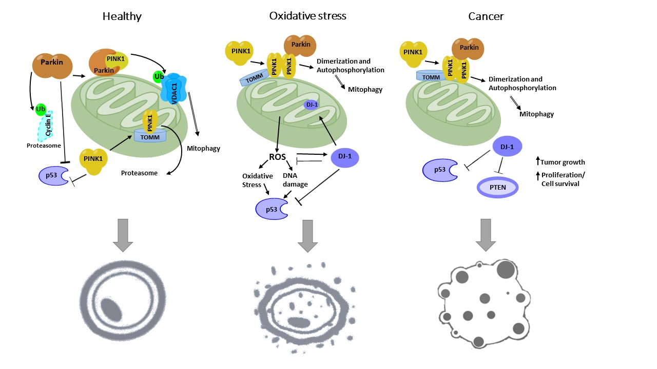 Cells | Free Full-Text | The Interplay among PINK1/PARKIN/Dj-1 Network ... Cells | Free Full-Text | The Interplay among PINK1/PARKIN/Dj-1 Network ...
