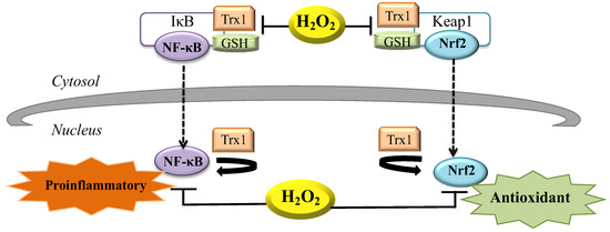 The Role of Hydrogen Peroxide in Redox-Dependent Signaling: Homeostatic ...