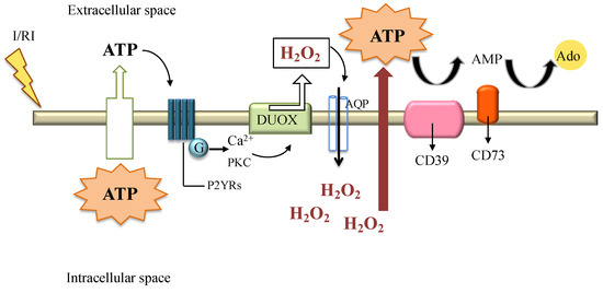The Role of Hydrogen Peroxide in Redox-Dependent Signaling: Homeostatic ...