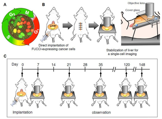 Real-Time Determination of the Cell-Cycle Position of Individual Cells ...