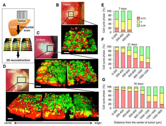 Real-Time Determination of the Cell-Cycle Position of Individual Cells ...