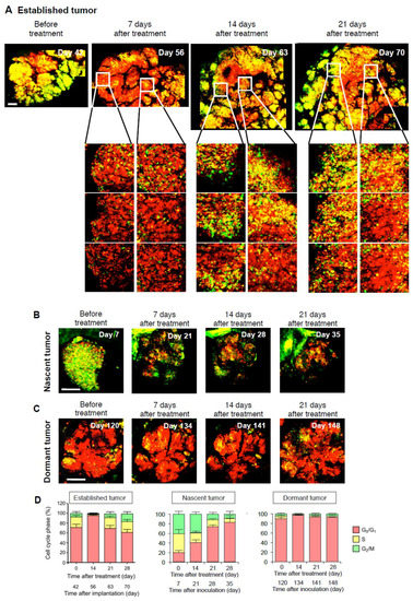 Real-Time Determination of the Cell-Cycle Position of Individual Cells ...