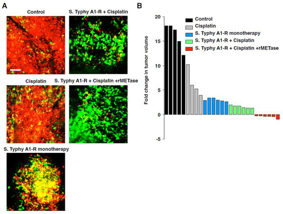 Real-Time Determination of the Cell-Cycle Position of Individual Cells ...