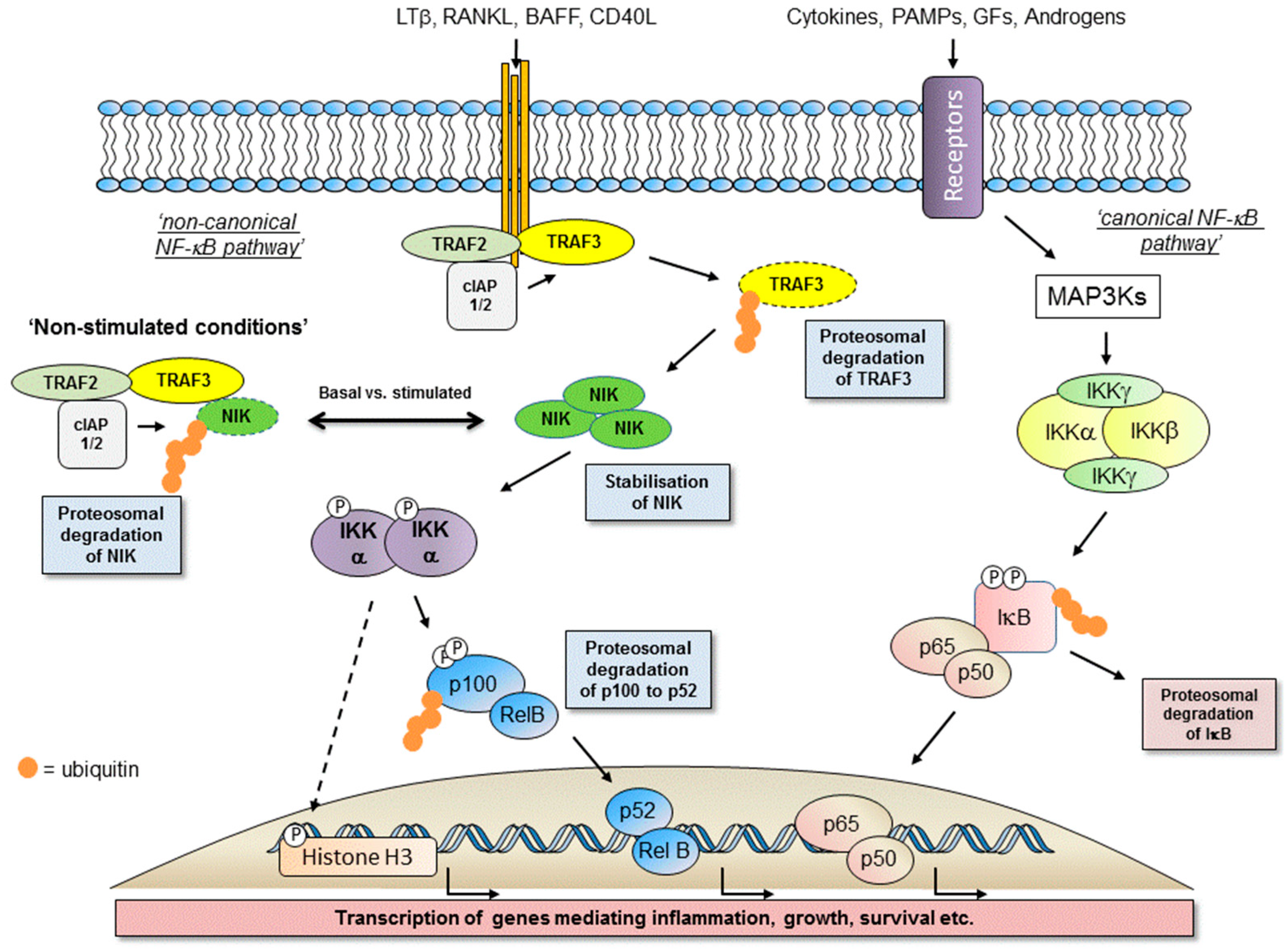 Cells Free Full Text Inhibitory κb Kinase Ikk α And Nuclear
