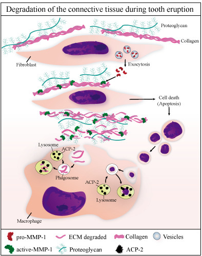 Cells | Special Issue : Extracellular Matrix Remodeling