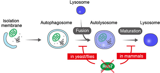 Cells | Free Full-Text | Revisiting Rab7 Functions in Mammalian Autophagy: Rab7 Knockout Studies