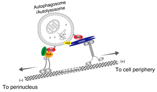 Revisiting Rab7 Functions in Mammalian Autophagy: Rab7 Knockout Studies
