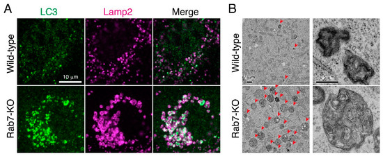 Revisiting Rab7 Functions in Mammalian Autophagy: Rab7 Knockout Studies