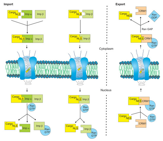 Controlling the Gatekeeper: Therapeutic Targeting of Nuclear Transport