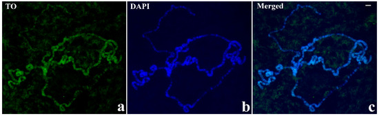 Triple-Helical DNA in Drosophila Heterochromatin