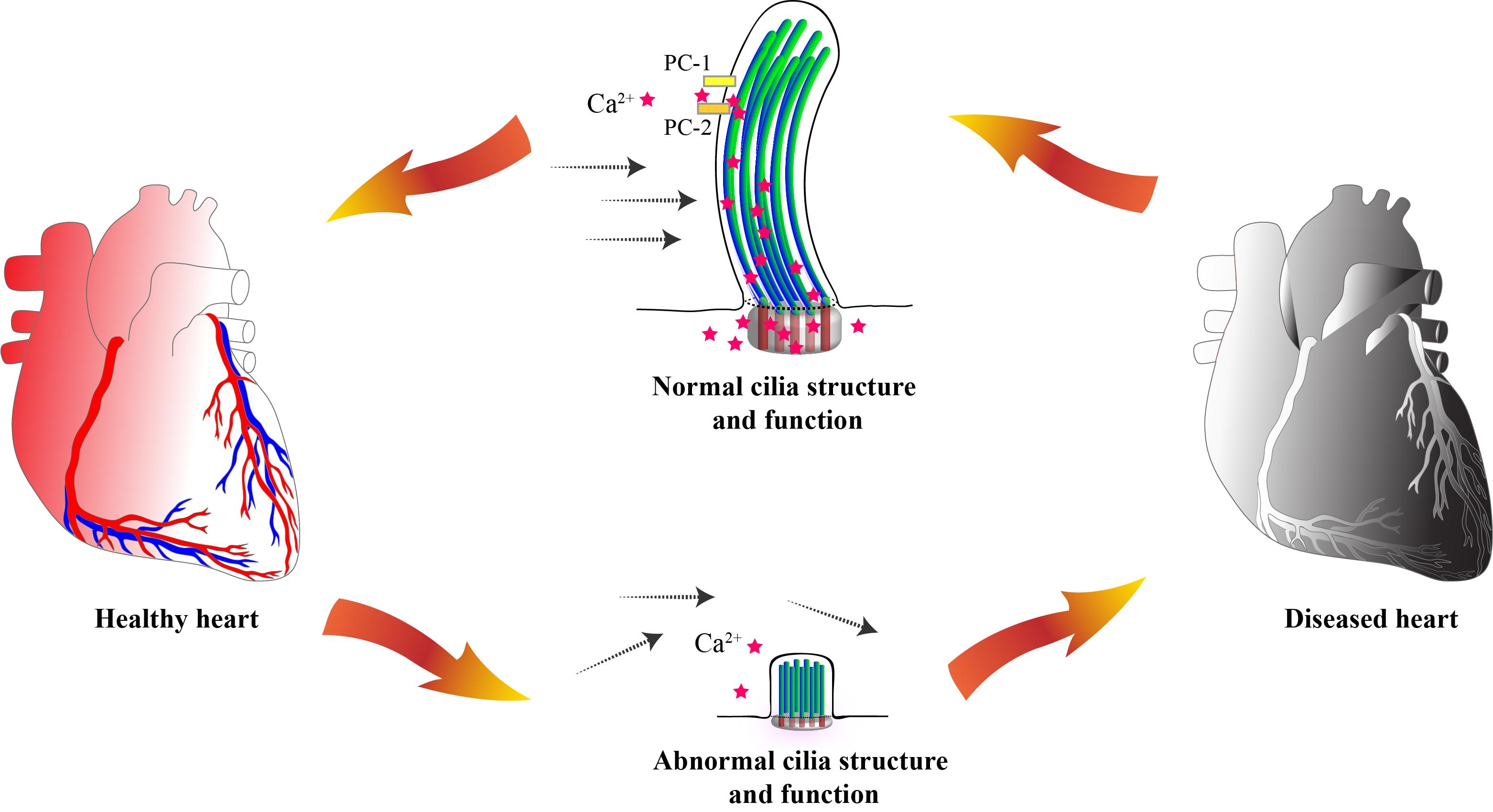 Cells | Free Full-Text | The Roles of Primary Cilia in Cardiovascular ...