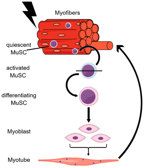 Cells | Special Issue : Epigenetic Regulation of Stem Cells Ageing in ...