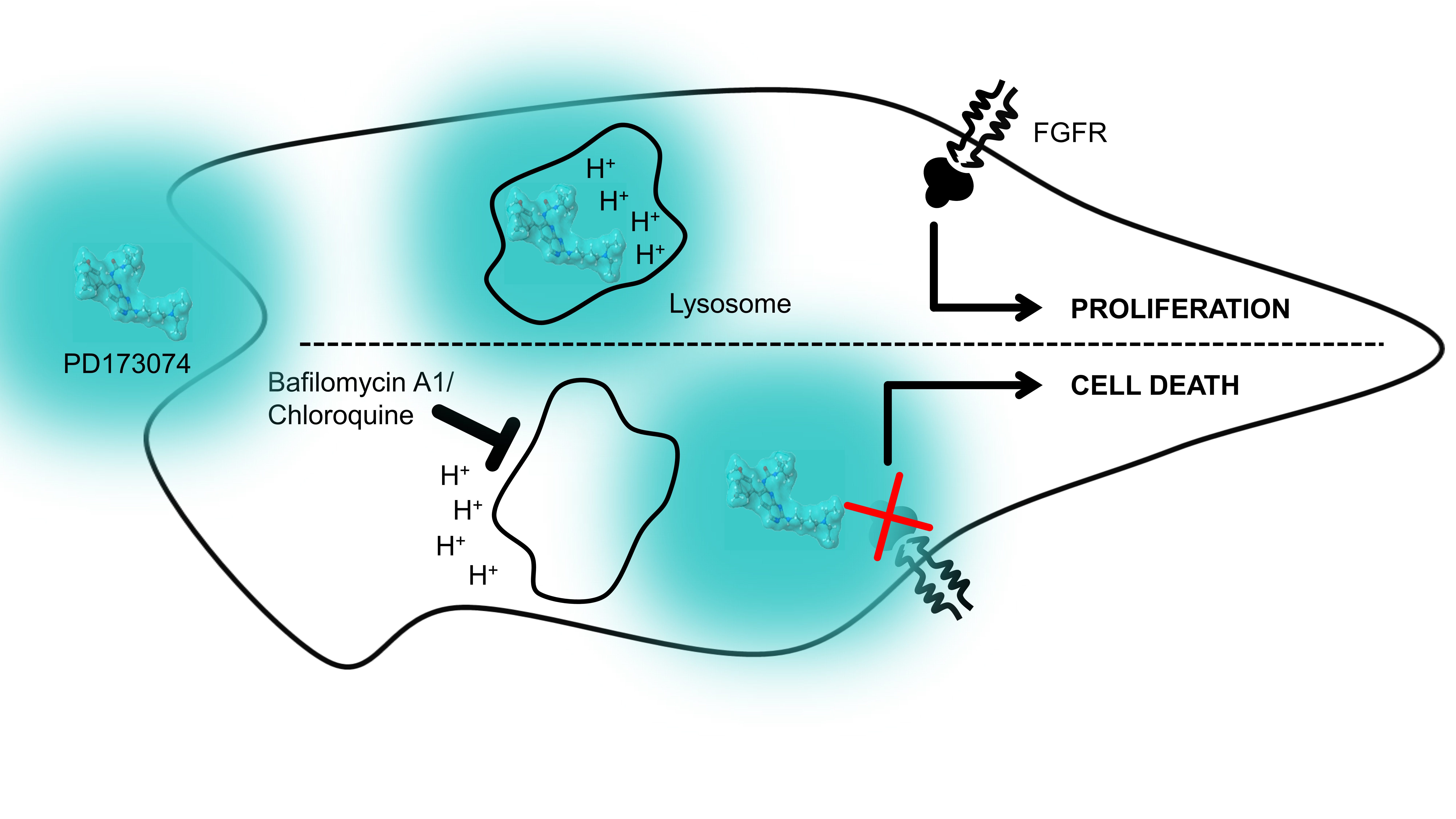 Cells | Free Full-Text | Lysosomal Sequestration Impairs the Activity ...