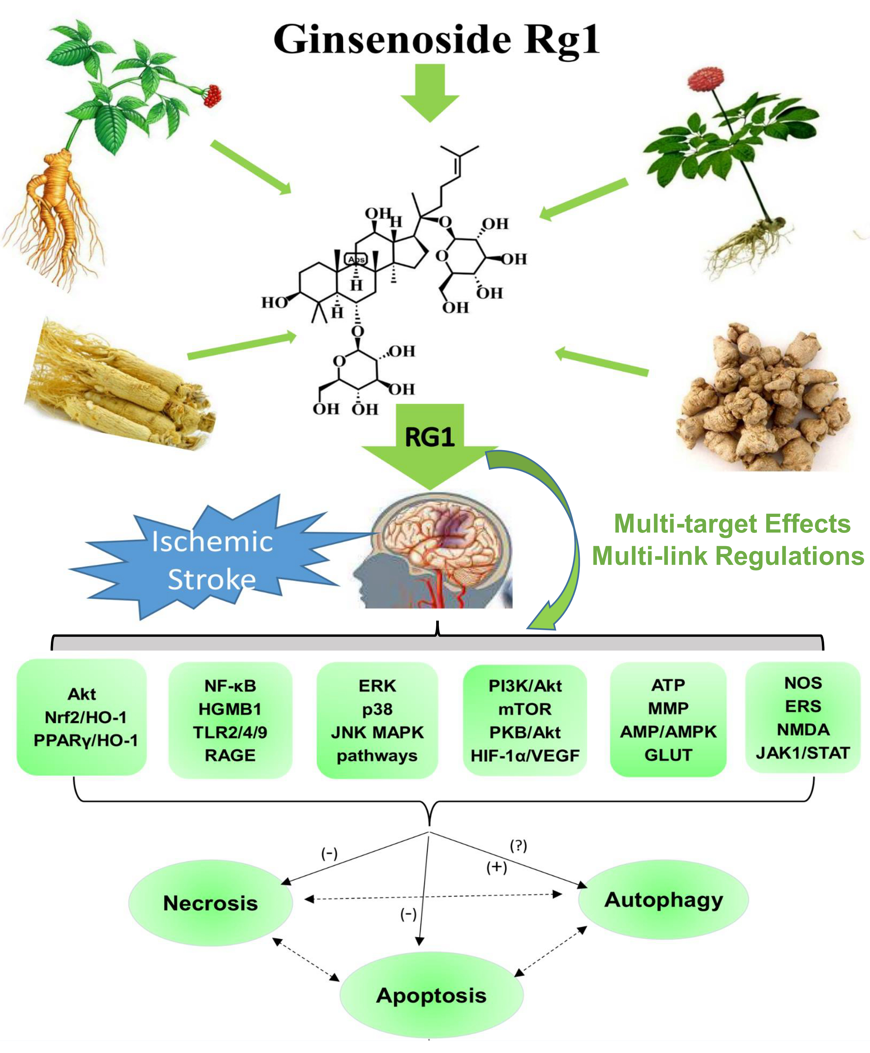 Cells | Free Full-Text | Protective Effects and Target Network Analysis ...