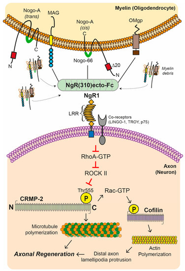 Can We Design a Nogo Receptor-Dependent Cellular Therapy to Target MS?