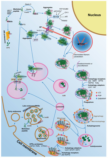 The Autophagy-Lysosomal Pathways and Their Emerging Roles in Modulating ...