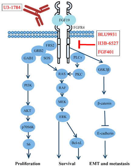Fibroblast Growth Factor Receptor 4 Targeting in Cancer: New Insights ...