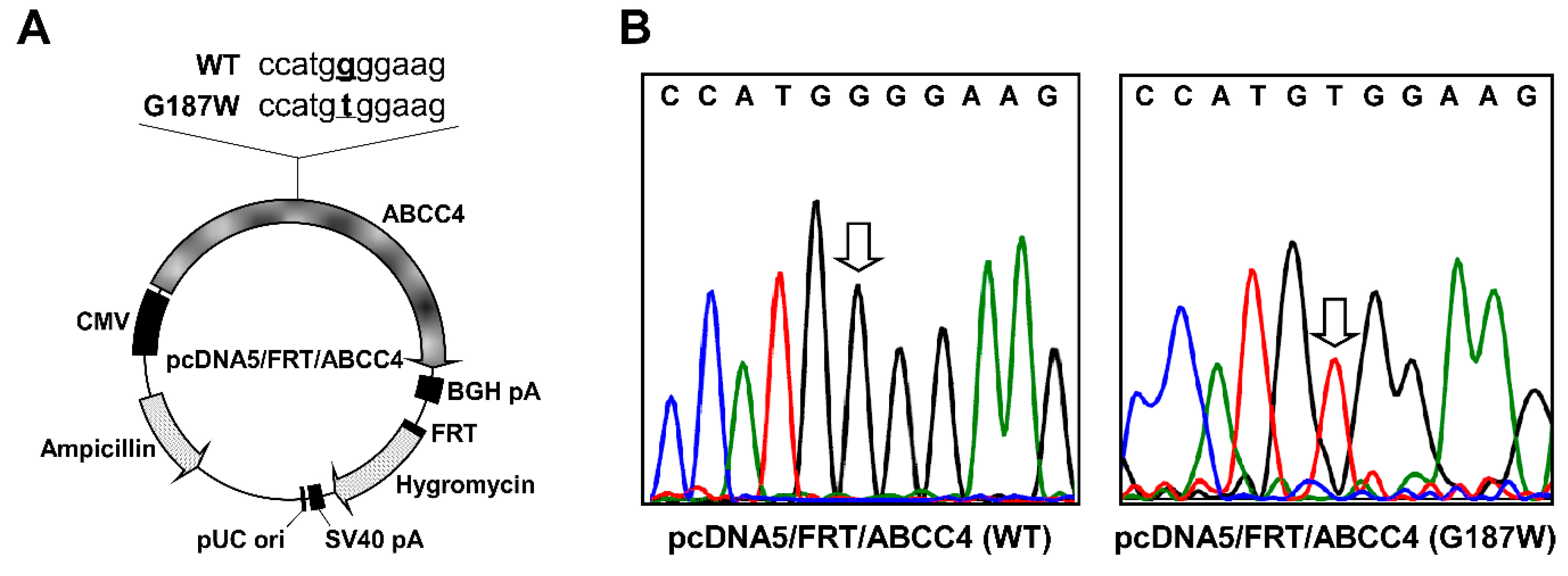 A Human ABC Transporter ABCC4 Gene SNP (rs11568658, 559 G > T, G187W ...