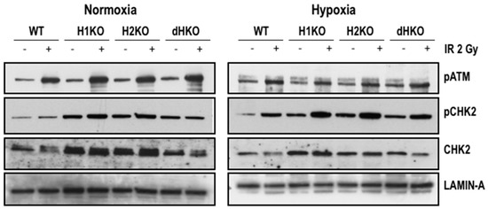 HIF-1α and HIF-2α Differently Regulate the Radiation Sensitivity of ...