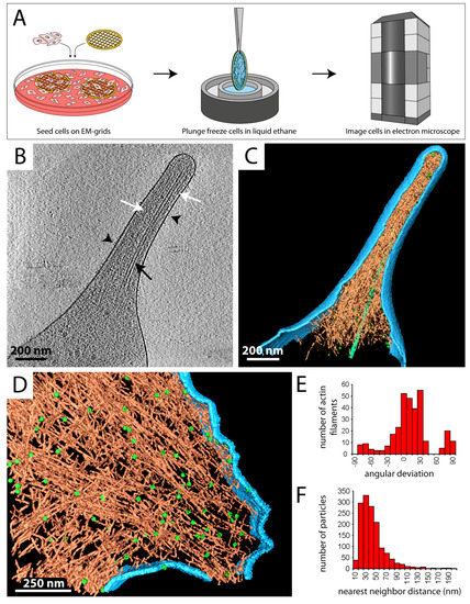 Cellular and Structural Studies of Eukaryotic Cells by Cryo-Electron ...