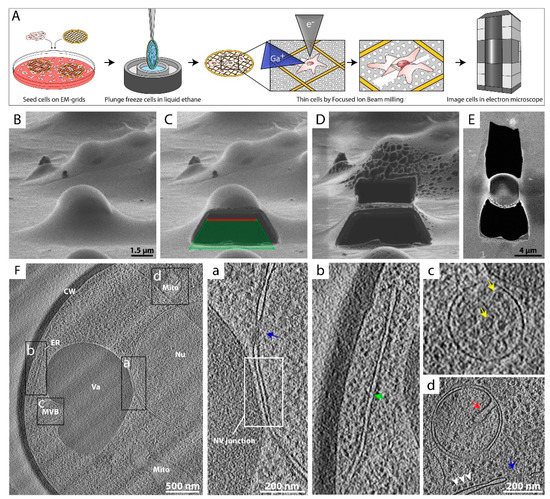 Cellular and Structural Studies of Eukaryotic Cells by Cryo-Electron ...