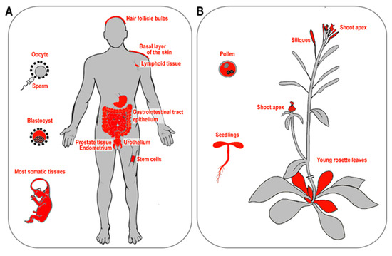 Analogous Structures In Plants