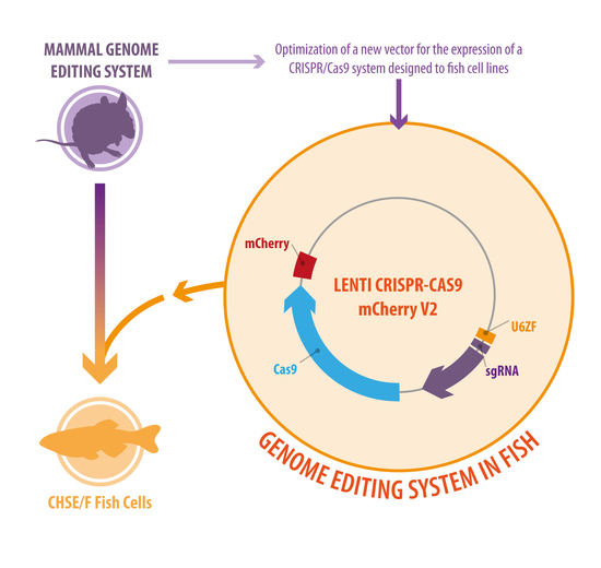 Cells | Free Full-Text | Development of a Bicistronic Vector for the ...