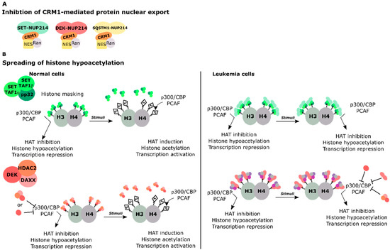 NUP214 in Leukemia: It’s More than Transport