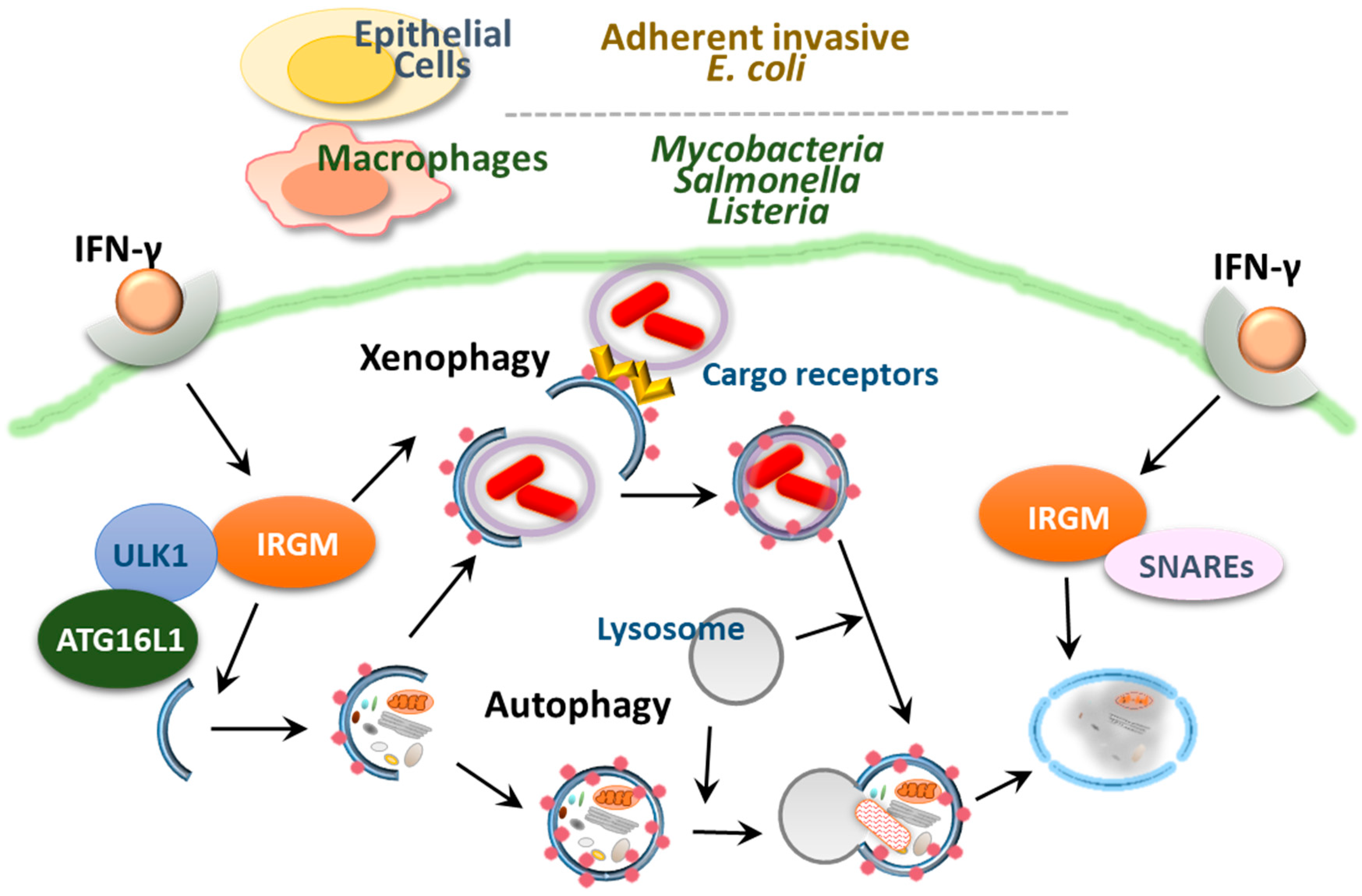 Cells Free Full Text Roles Of Autophagy Related Genes In The