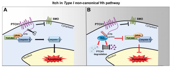 Targeting Hedgehog Signalling through the Ubiquitylation Process: The ...