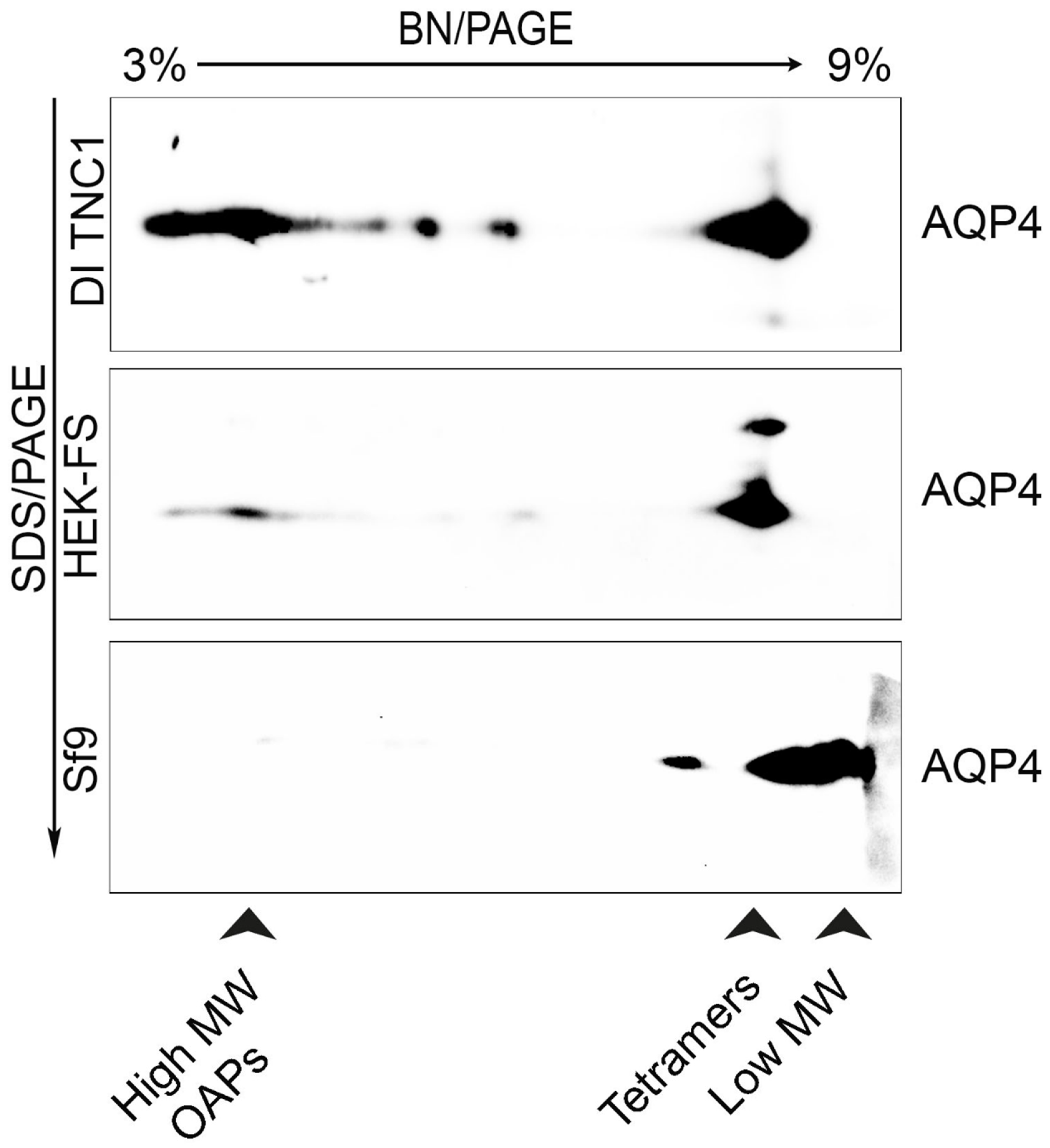 Host-Cell Type Dependent Features of Recombinant Human Aquaporin-4 ...