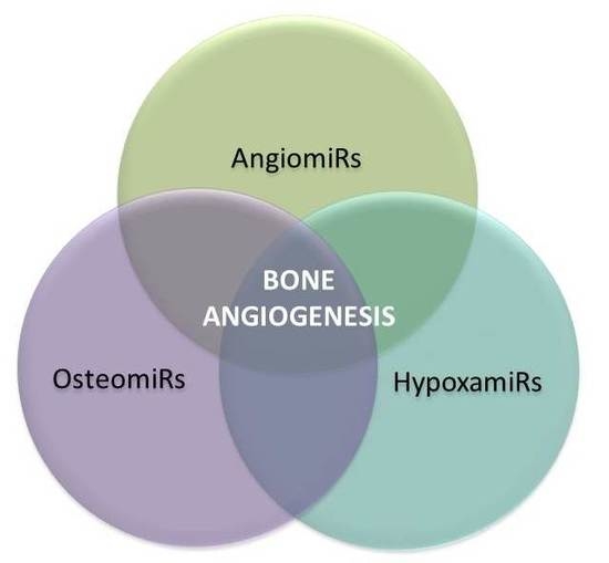 Cells | Free Full-Text | MicroRNAs at the Interface between ...
