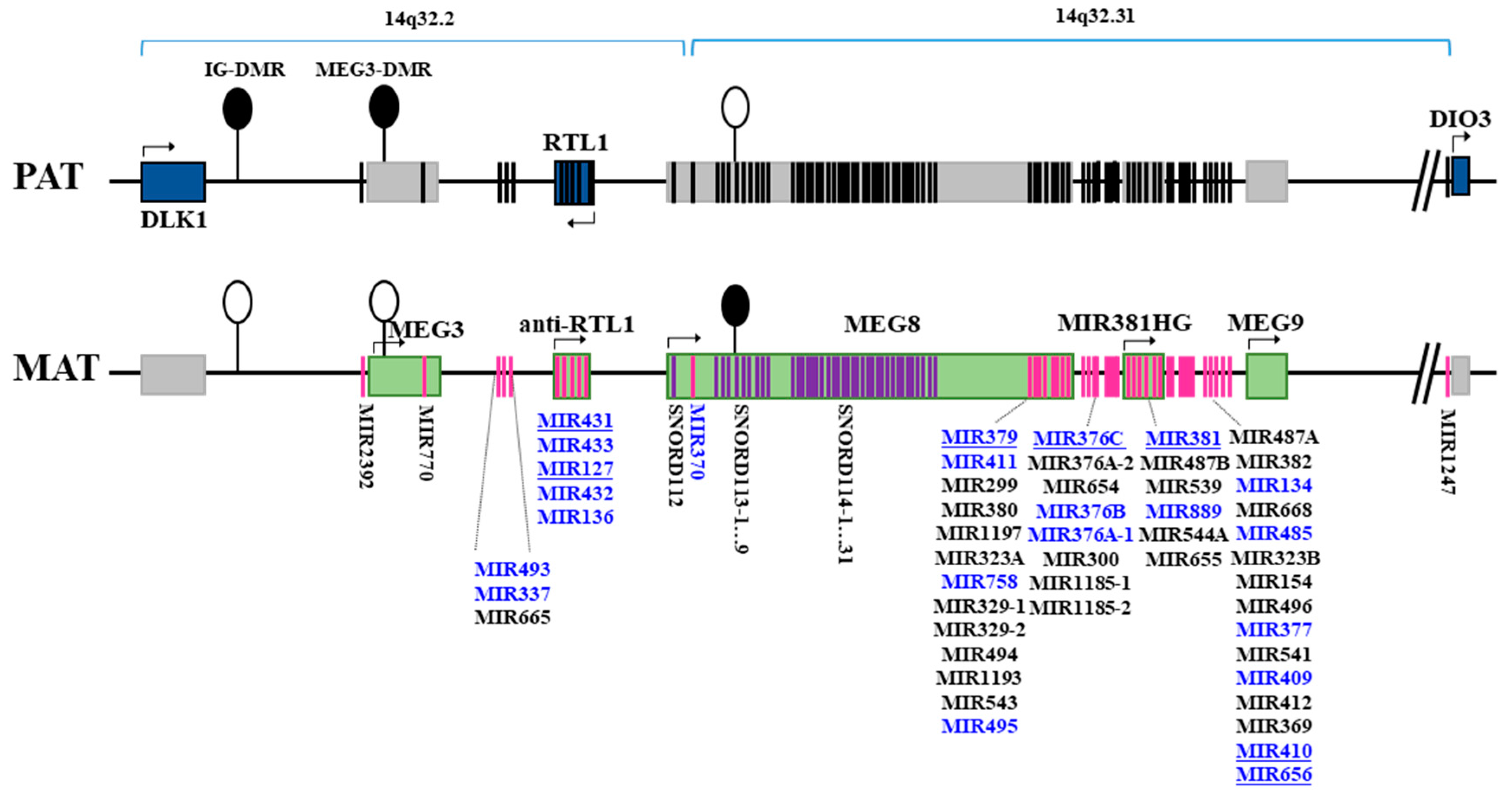Mirnas From Dlk1 Dio3 Imprinted Locus At 14q32 Are Associated With