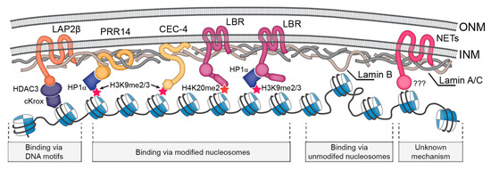The Nuclear Lamina as an Organizer of Chromosome Architecture