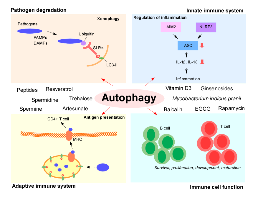 Cells | Free Full-Text | Modulation of Autophagy for Controlling Immunity