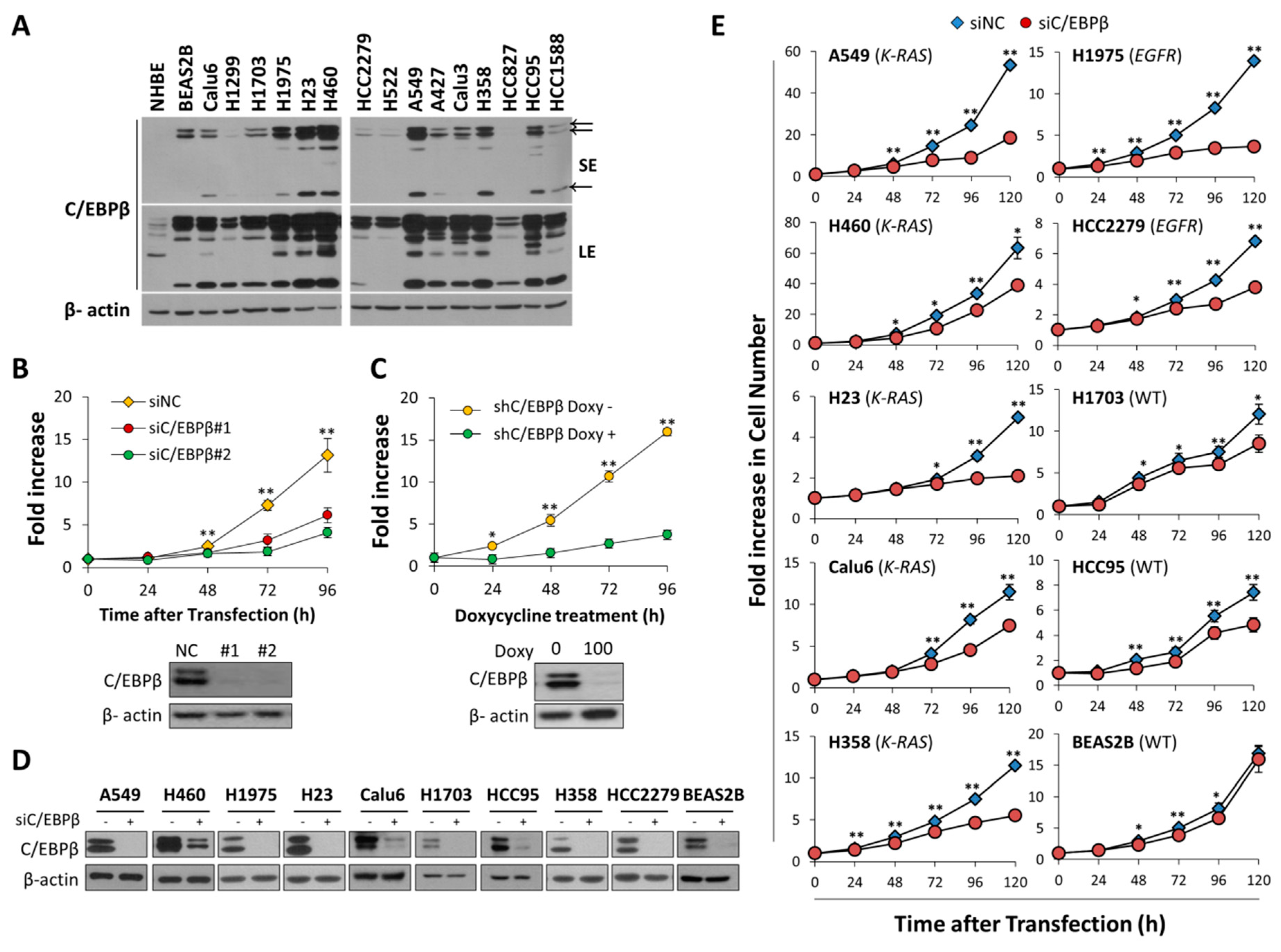 C/EBPβ Is a Transcriptional Regulator of Wee1 at the G2/M Phase of the ...