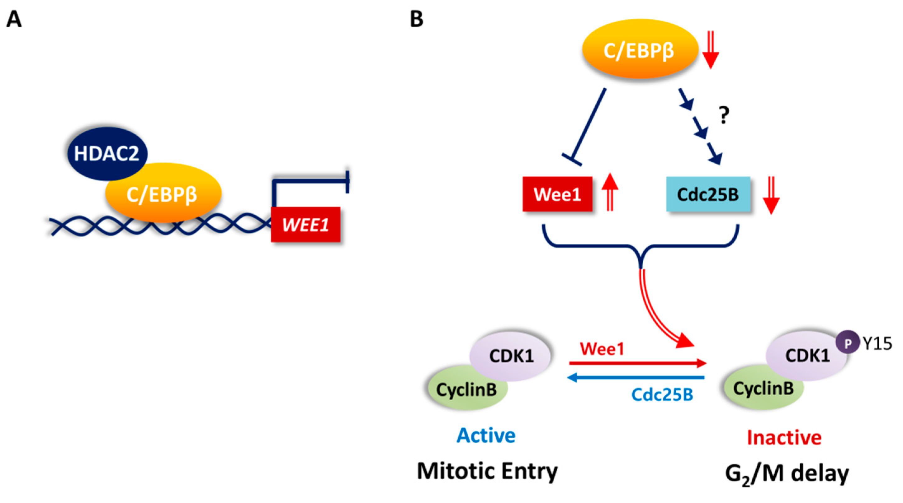 C/EBPβ Is a Transcriptional Regulator of Wee1 at the G2/M Phase of the ...