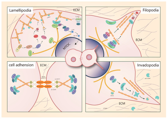 Focus on Cdc42 in Breast Cancer: New Insights, Target Therapy ...