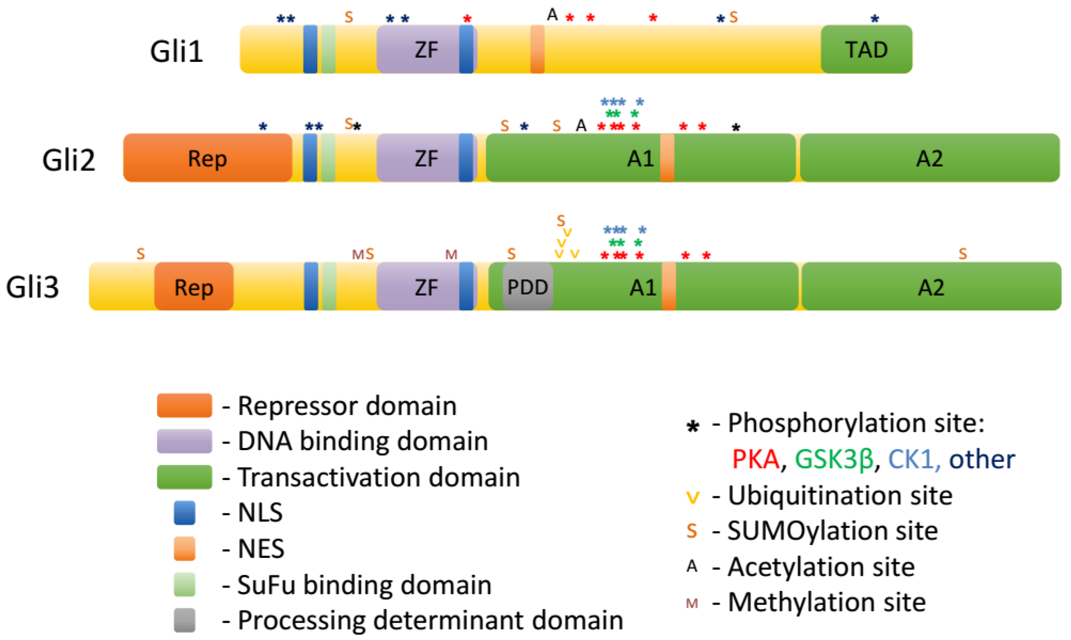 Gli Proteins: Regulation in Development and Cancer