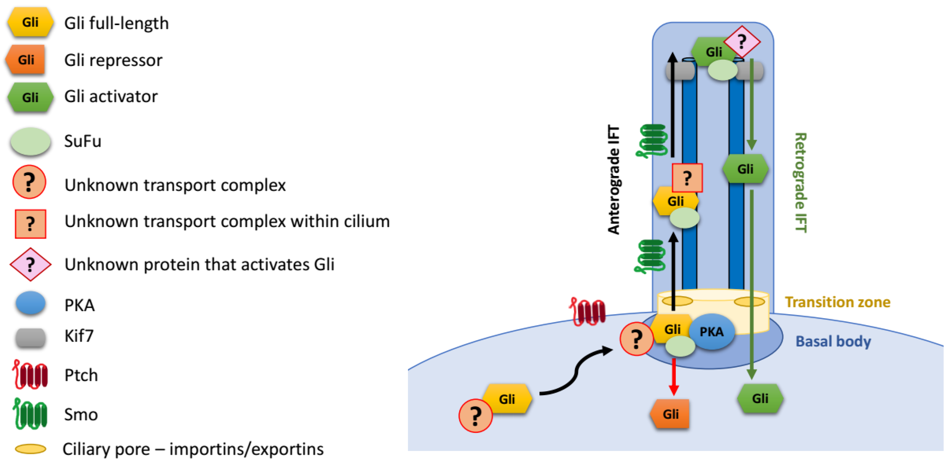 Gli Proteins: Regulation in Development and Cancer