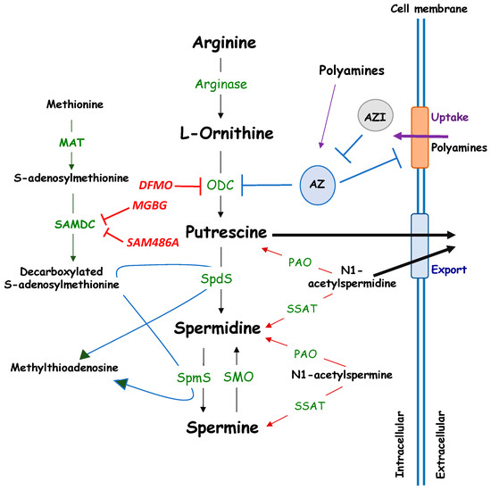 Polyamine Metabolism as a Therapeutic Target in Hedgehog-Driven Basal ...