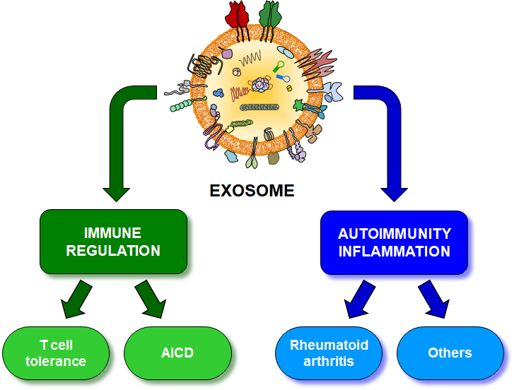 Cells | Free Full-Text | Role of Exosomes in the Regulation of T-Cell Mediated Immune Responses ...