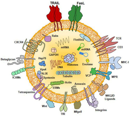 Role of Exosomes in the Regulation of T-Cell Mediated Immune Responses ...