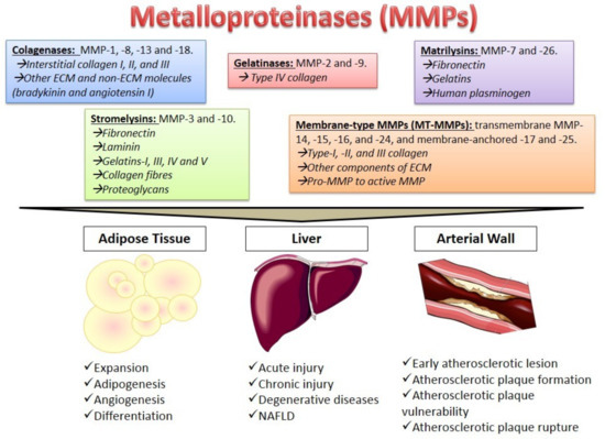 Behavior of Metalloproteinases in Adipose Tissue, Liver and Arterial ...