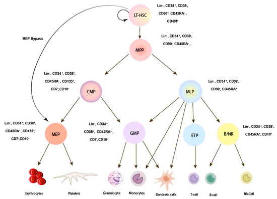 Ex Vivo Expansion of Hematopoietic Stem Cells for Therapeutic Purposes: Lessons from Development ...