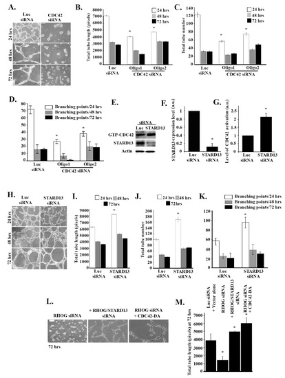 RHOG Activates RAC1 through CDC42 Leading to Tube Formation in Vascular ...