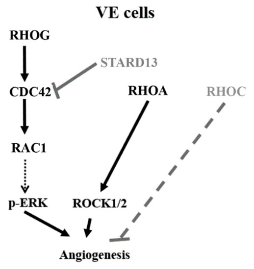 RHOG Activates RAC1 through CDC42 Leading to Tube Formation in Vascular ...