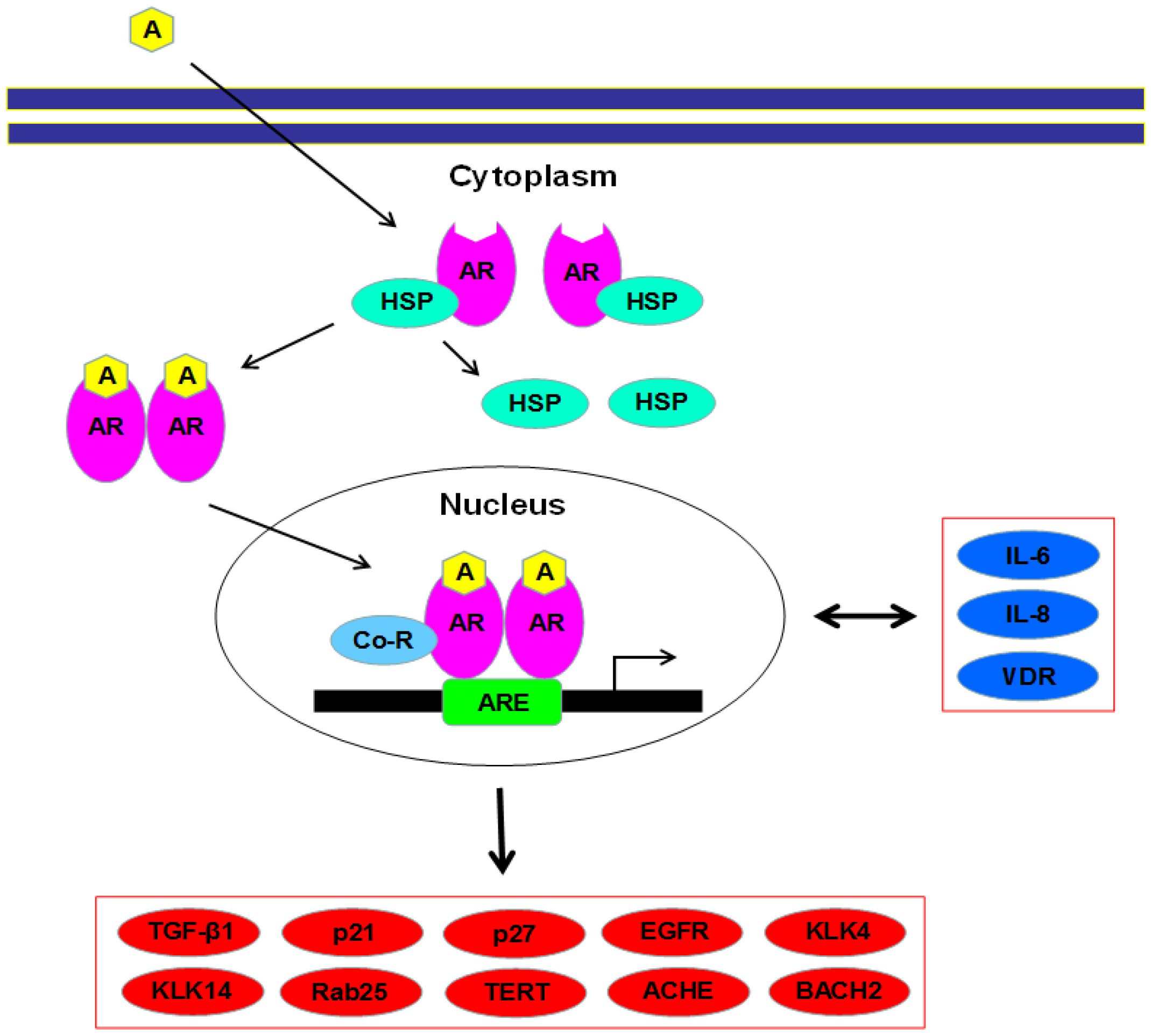 Androgen Receptor Pathway Androgen Receptor Pathway