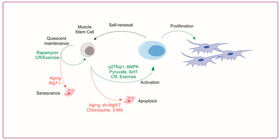 Autophagy as a Therapeutic Target to Enhance Aged Muscle Regeneration